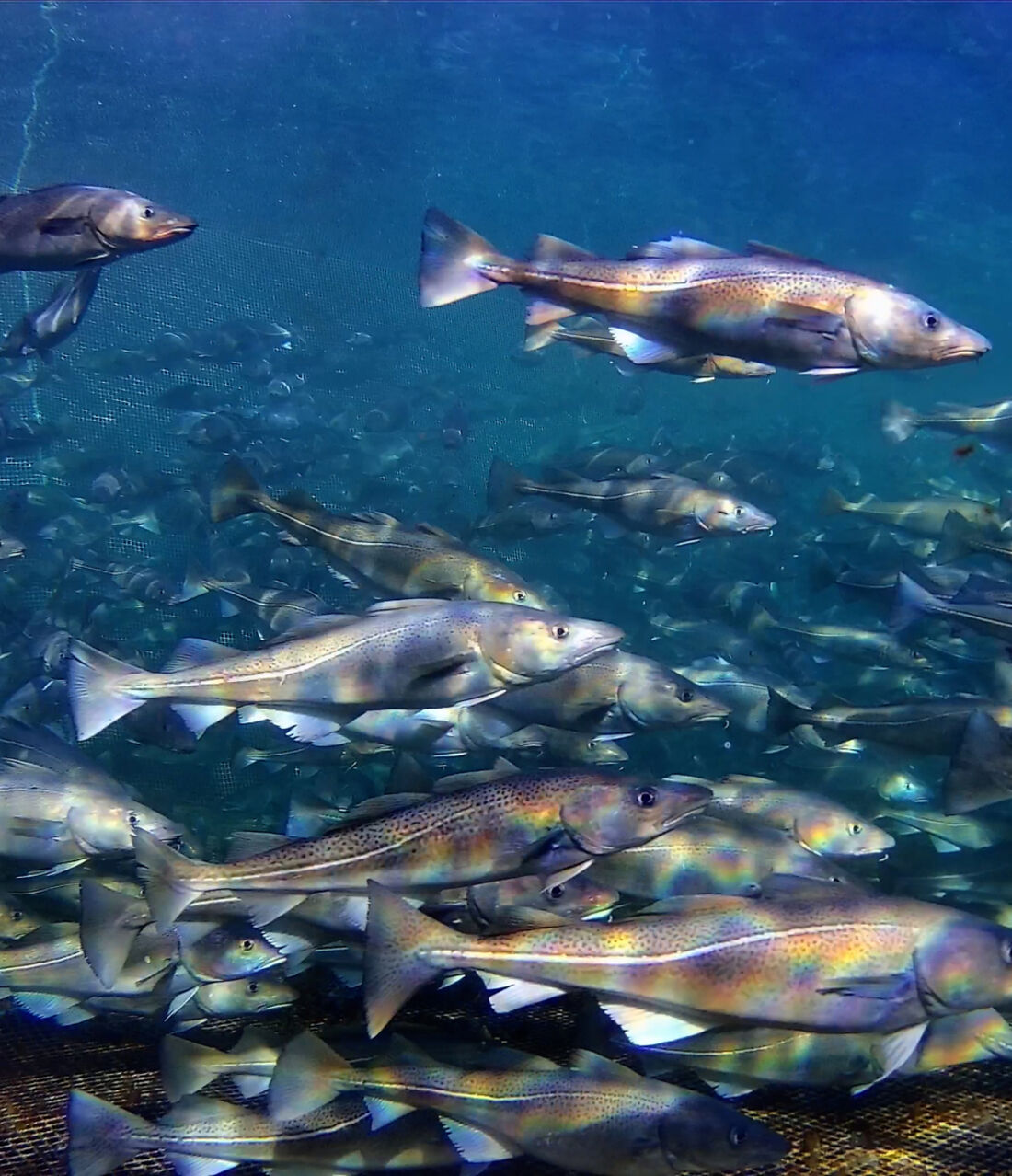 Pre-rigor – Vesterålen Havbruk