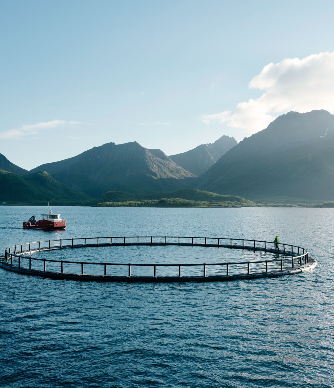 Pre-rigor – Vesterålen Havbruk